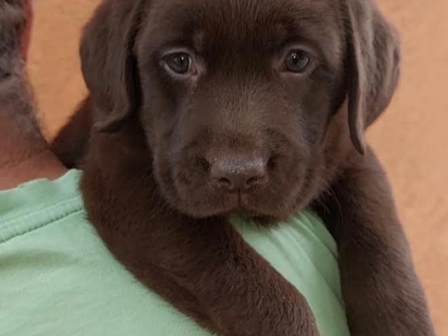 Labrador retriver čokoladni štenci