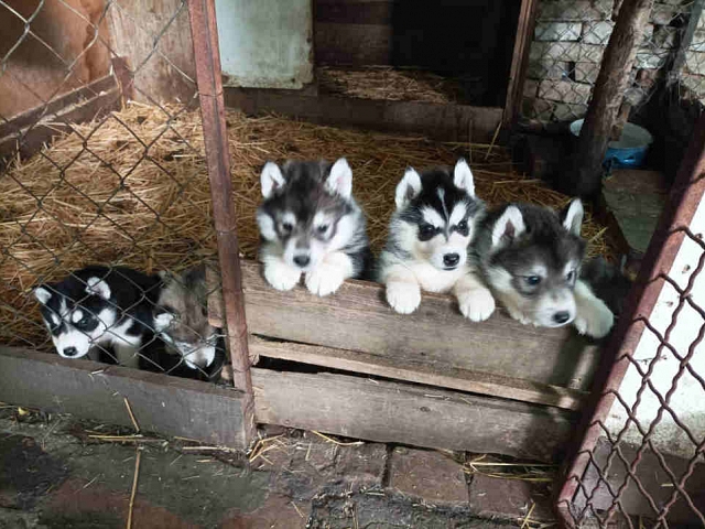 Prodaju se stenci SIBIRSKOG HASKIJA