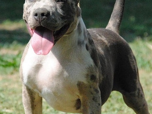 American bully xxl štenci