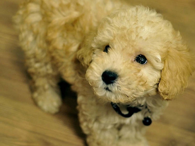 MALTIPOO prelepi decak i devojcica