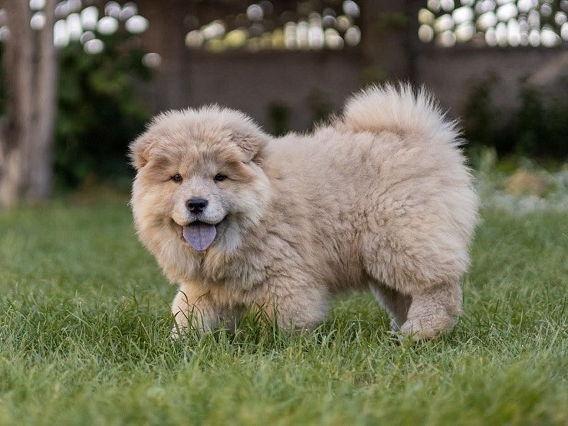 Chow chow