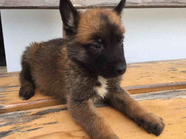 BELGIJSKI OVCAR MALINOA vrhunske genetike