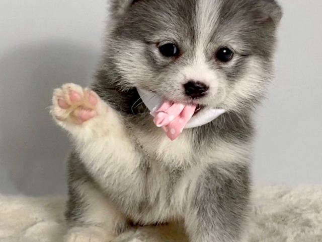 Pomsky (pomski) selektovanog uzgoja, profesionalno odnegovani