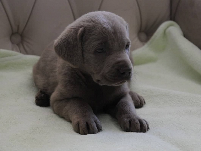 Sivi Labrador retriver štenci