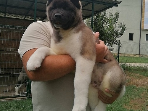Americka akita