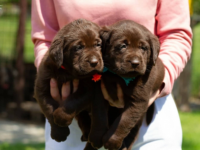 Stenci Labrador retrivera braon boje