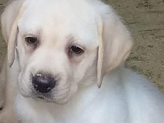 Štenci LABRADOR retrivera