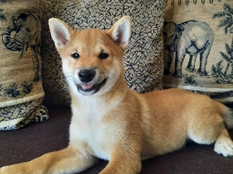 Shiba Inu štenci