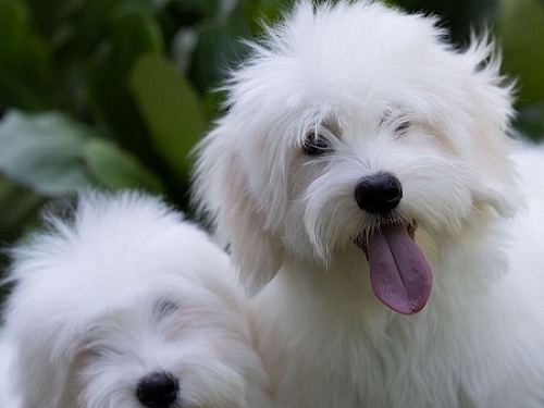 Coton de Tulear