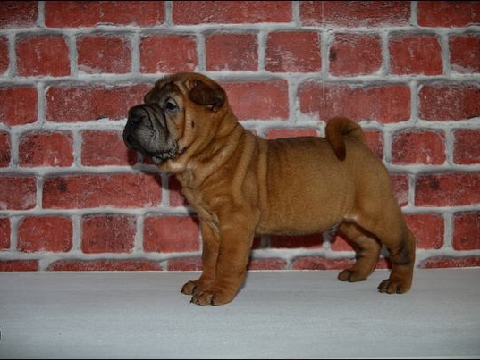 Shar Pei leglo