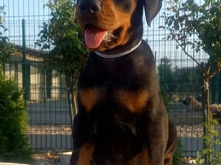 DOBERMAN stenad