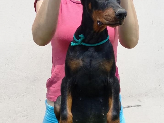 Doberman štenci