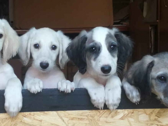 Tri muška šteneta PERSIJSKOG HRTA - SALUKI