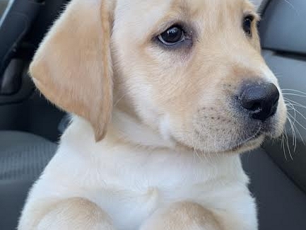 Labrador Retriver VRHUNSKI štenci