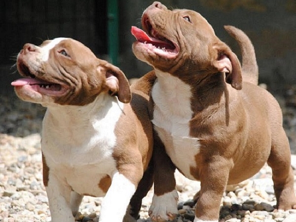 American bully pocket micro