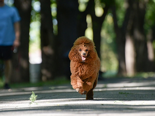 Crvena toy pudla, šampionskog porekla