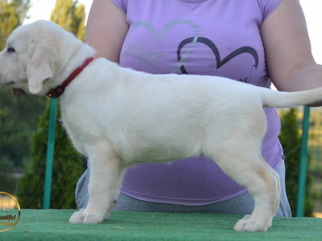 LABRADOR RETRIVER odlicnog porekla
