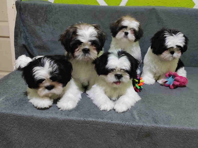 Stenci SHIH TZU na prodaju