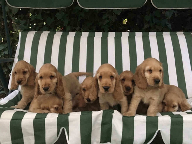 KOKER SPANIJEL štenad vrhunskog šampionskog porekla