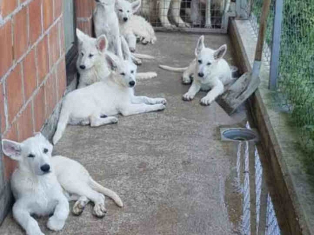 Beli ŠVACARSKI OVČAR oba pola