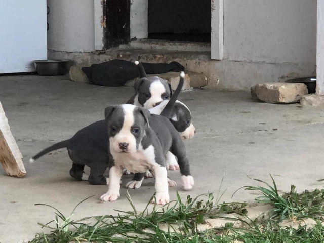 Blue line AMERIČKI STAFORD - rezervacija