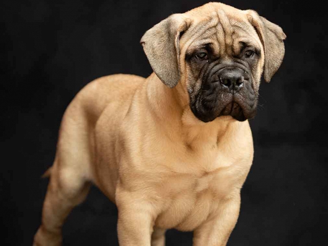 Odgajivačnica bullmastiff-a