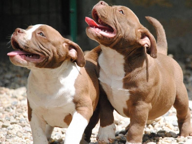 American bully pocket micro