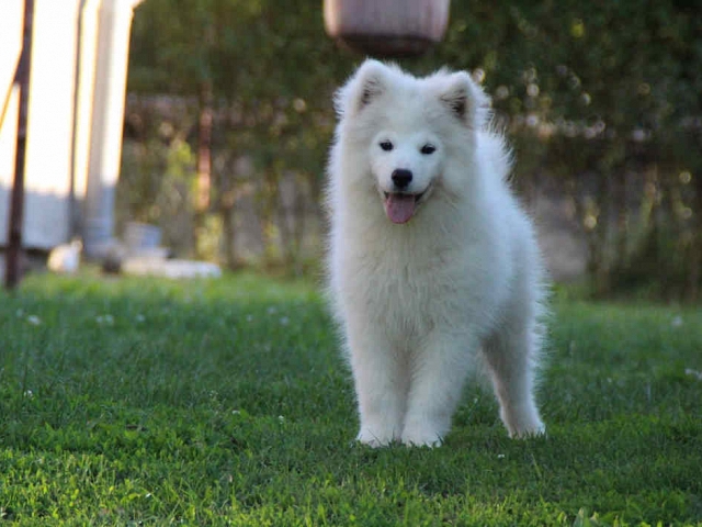 U ponudi štenci SAMOJEDA izuzetnog porekla