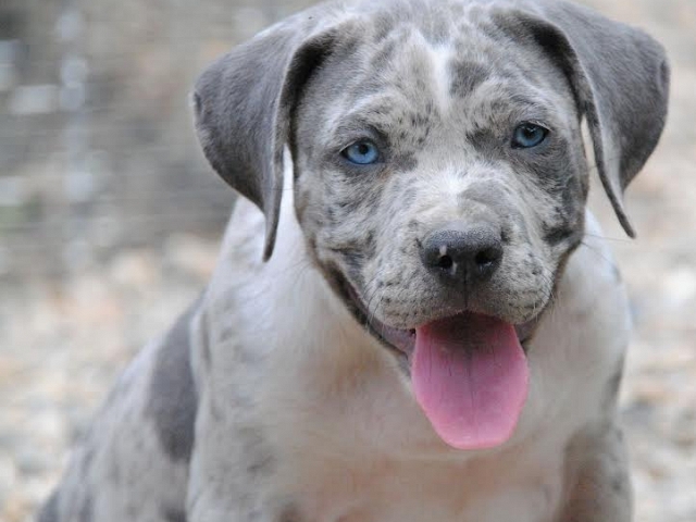 American bully xxl štenci