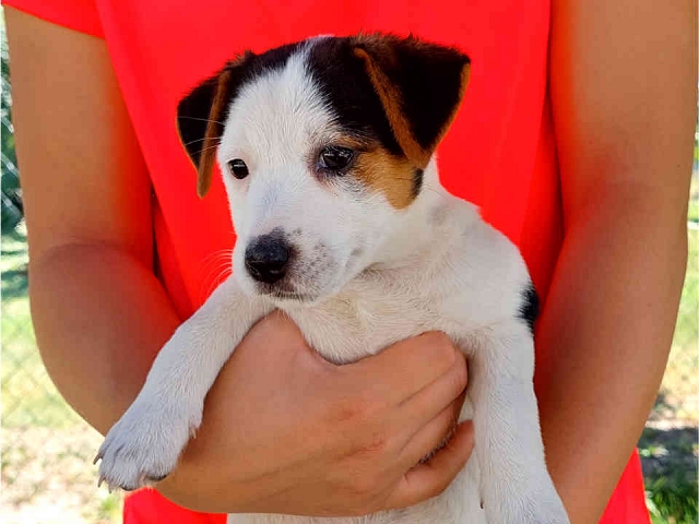 DZEK RASEL TERIJER štenci