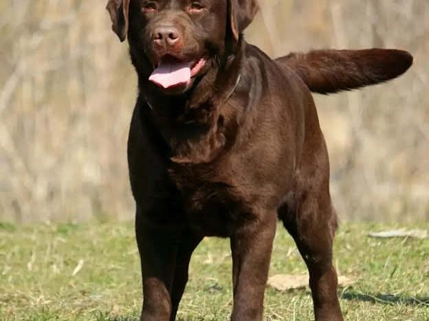 Labrador Retriver štenci