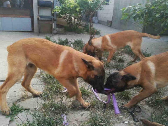 U ponudi stenci BELGIJSKOG OVCARA - MALINOA