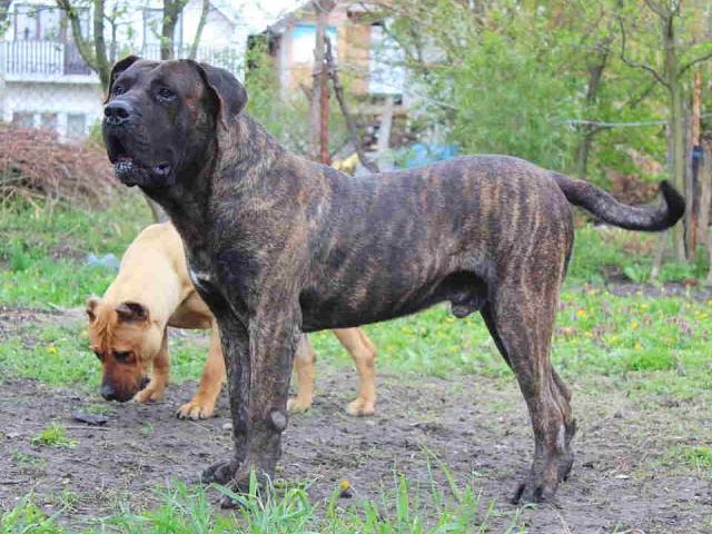 Stenci PRESA CANARIO