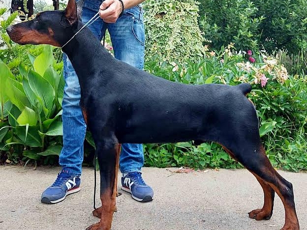 Doberman muško štene