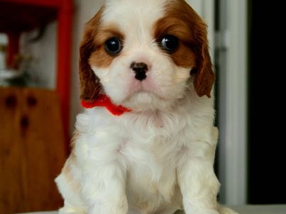 Cavalier King Charles španijeli