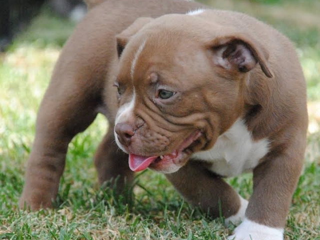 American bully pocket micro