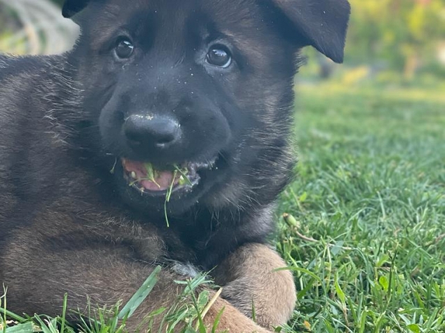 Štenci Nemačkog ovčara