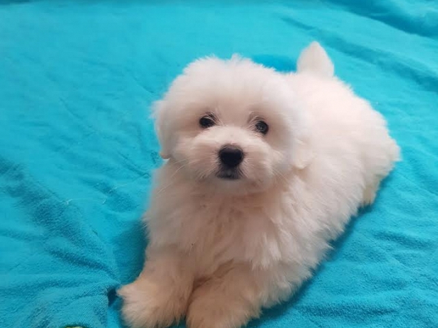 Tulearski pas/ Coton De Tulear