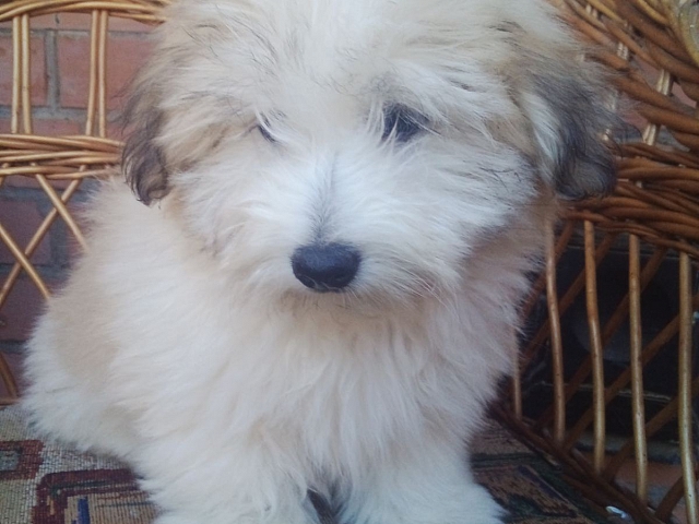 Prelepi štenci tulearskih pasa (coton de tulear)