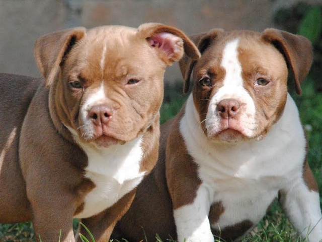 American bully pocket micro