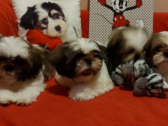 SHIH TZU lepi i umiljati stenci