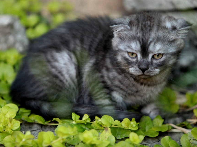 SCOTTISH FOLD muška štenad