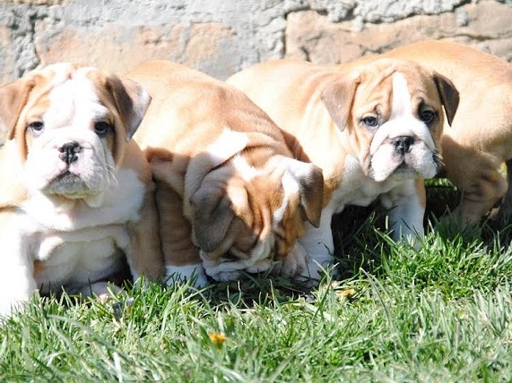 Engleski buldog štenad vrhunskog porekla