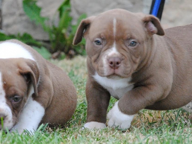 American bully pocket micro