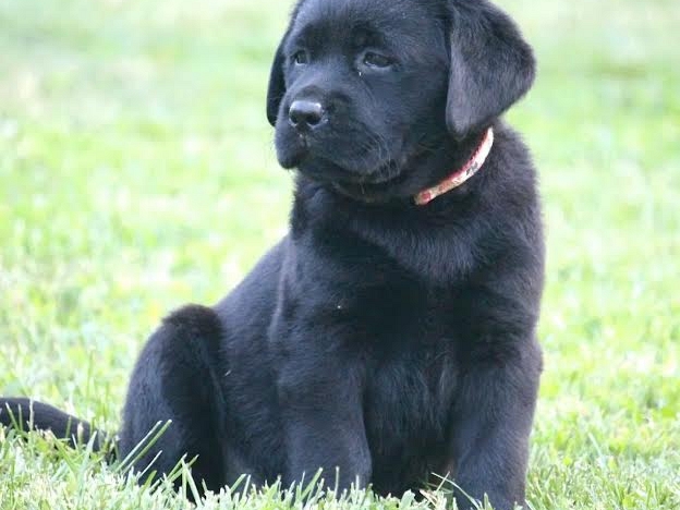 Crni štenci Labrador Retrivera