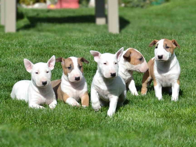 BULL terijer odlicni stenci