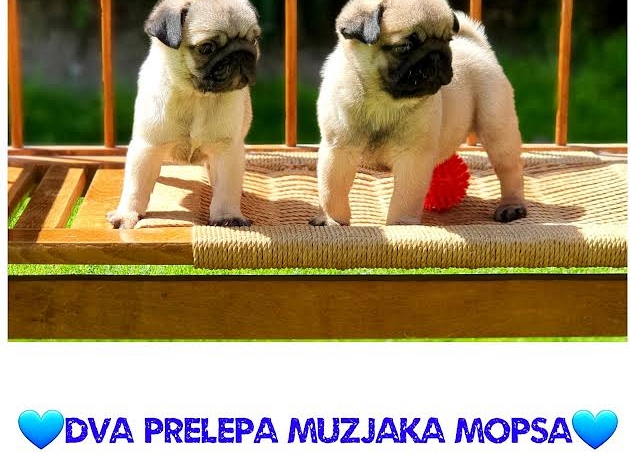 Mops štenci ponuda! (2 mužjaka)