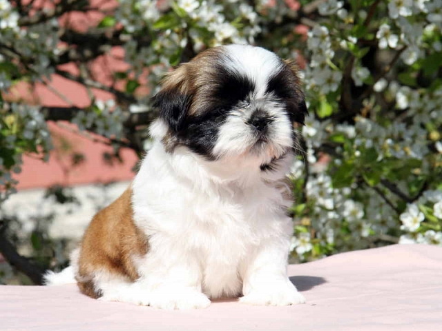 SHIH TZU prelepo zensko stene