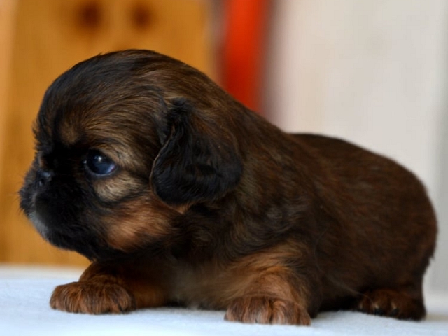 Brussels griffon ( Briselski grifon )