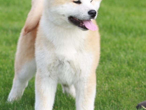 Akita Inu